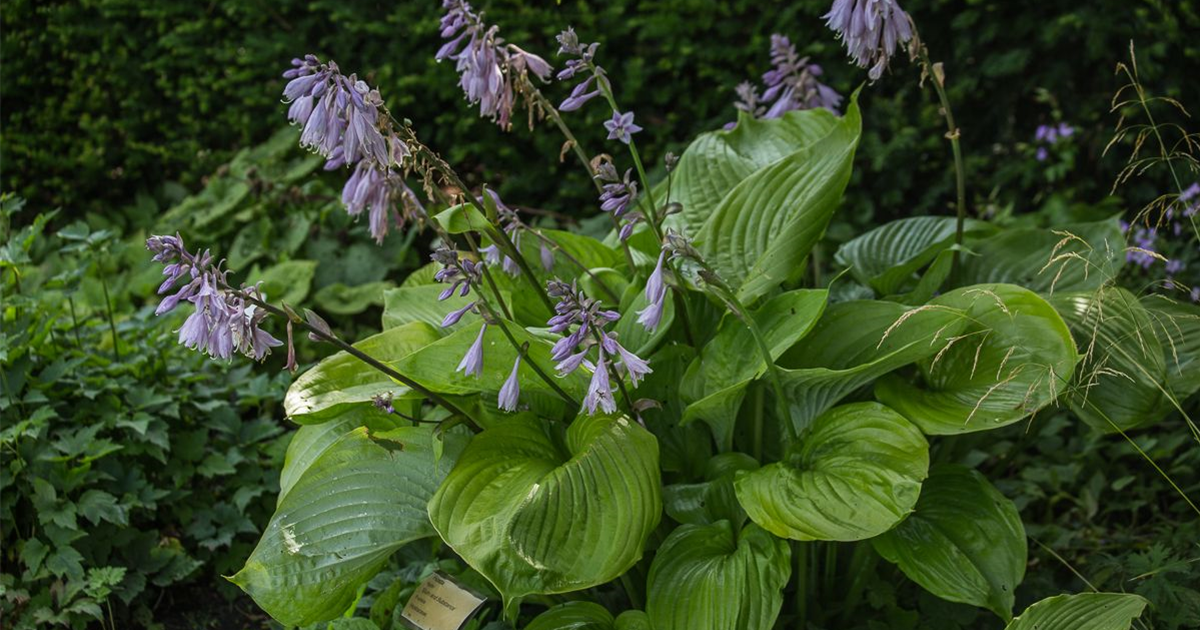 Hosta x cult.'Sum and Substance'