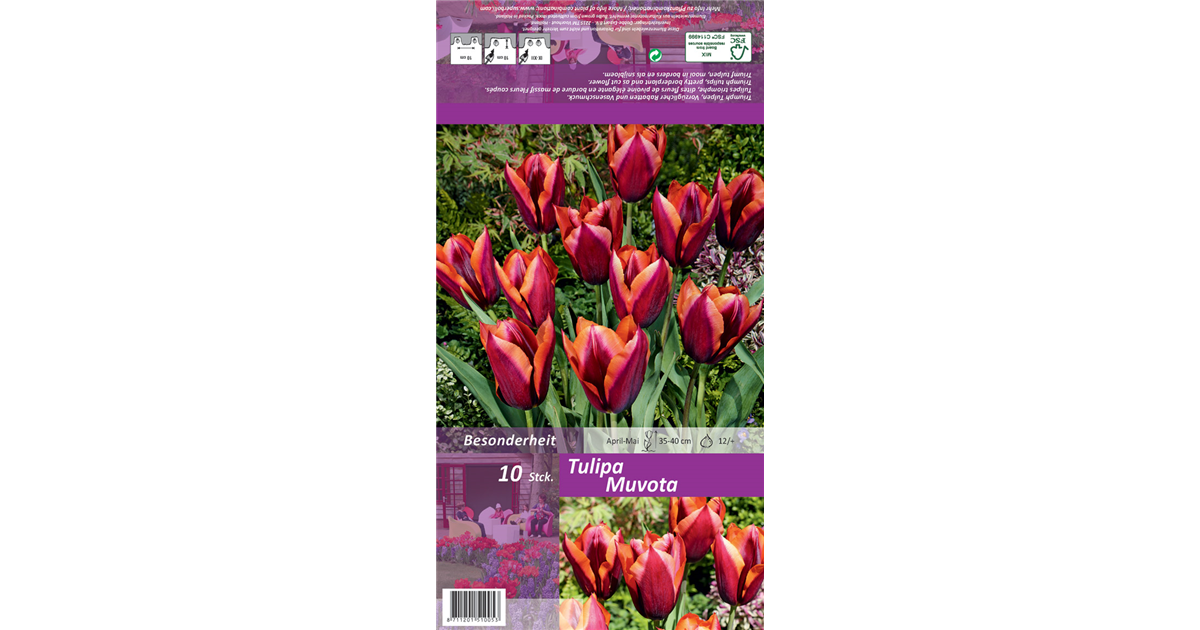 Triumph-Tulpe 'Muvota'