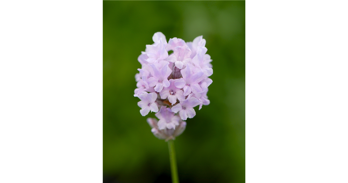 Lavandula ang. 'Little Lottie' (rosa), 12er Set