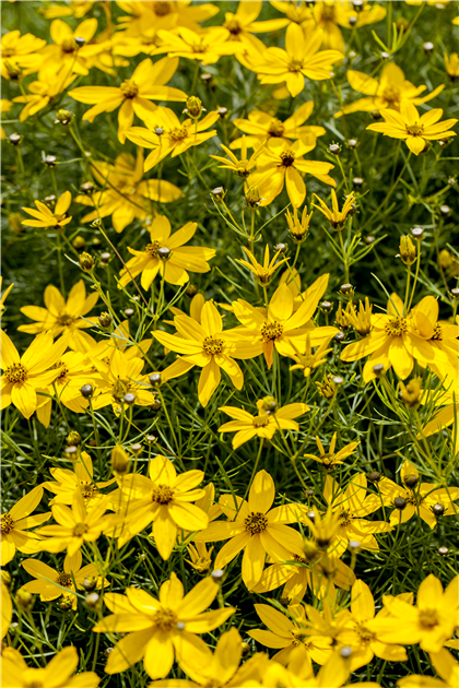 Coreopsis Verticillata Zagreb