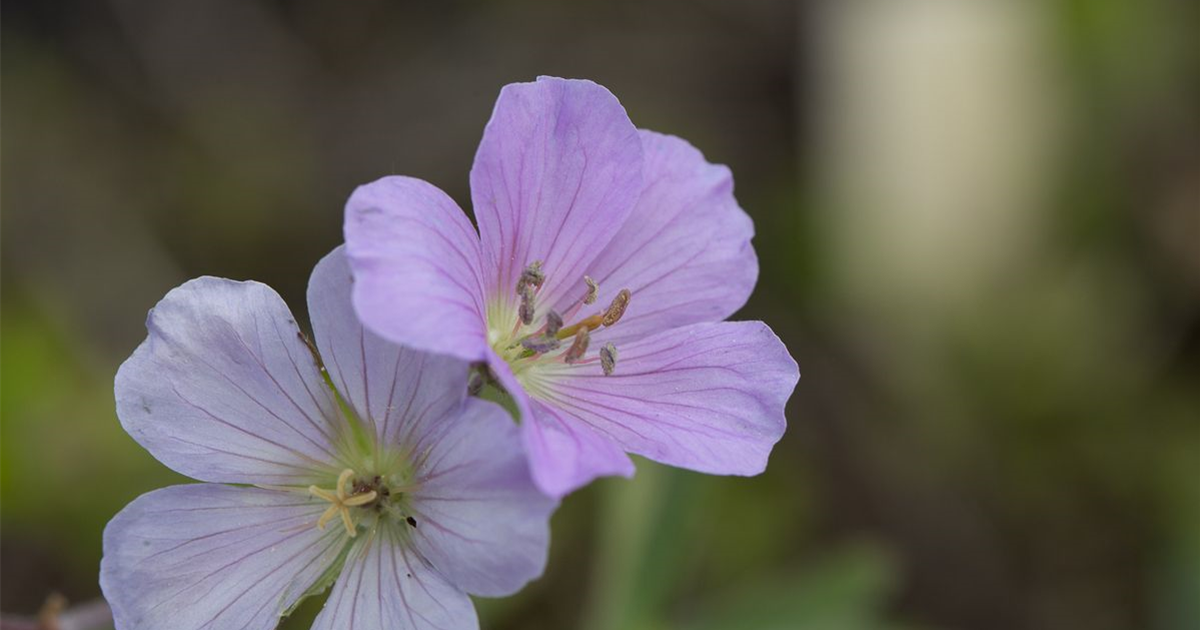 Geranium maculatum 'Chatto'